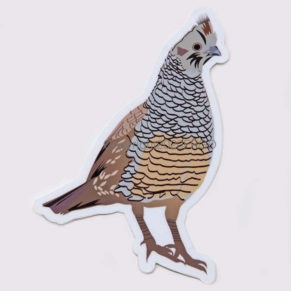 Scaled Quail Wing